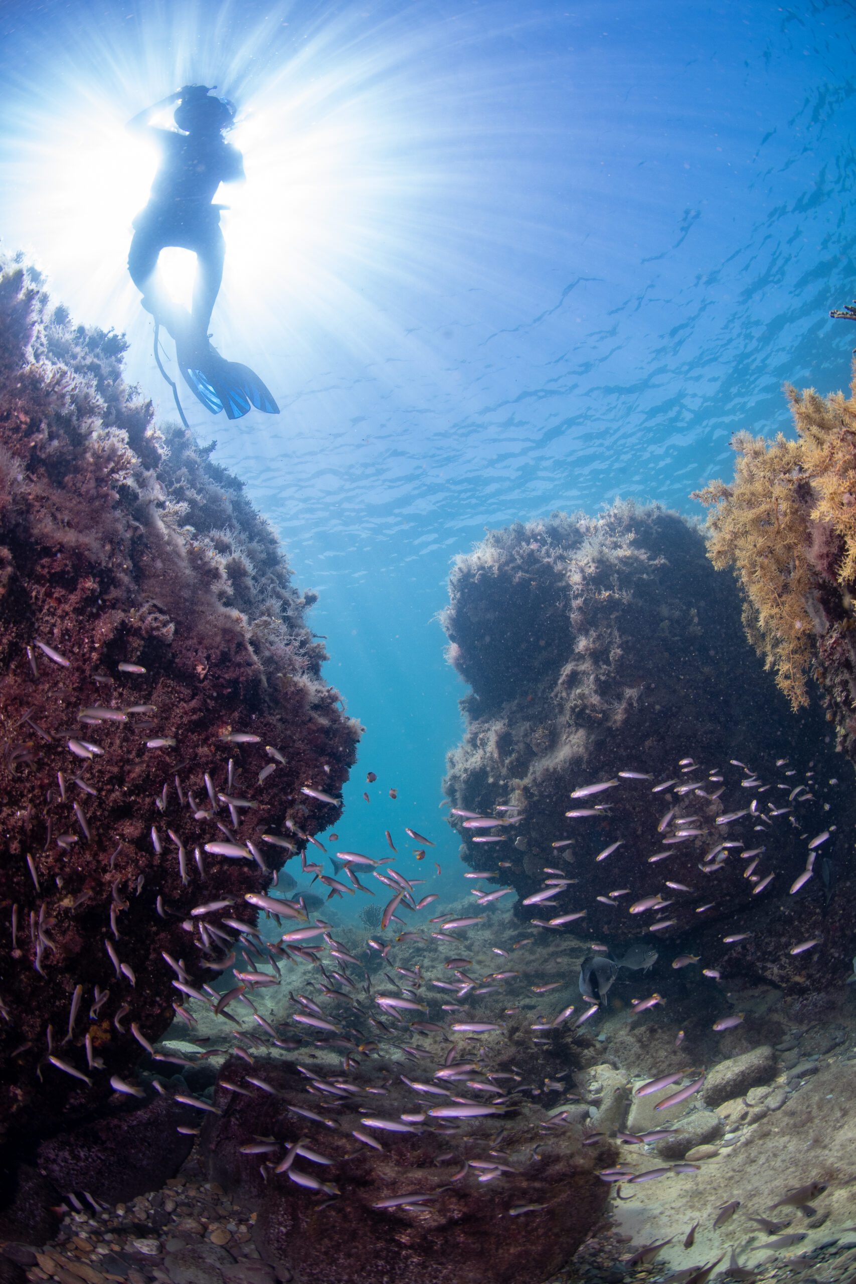 Snorkeling in South Australia - FIFTY+SA